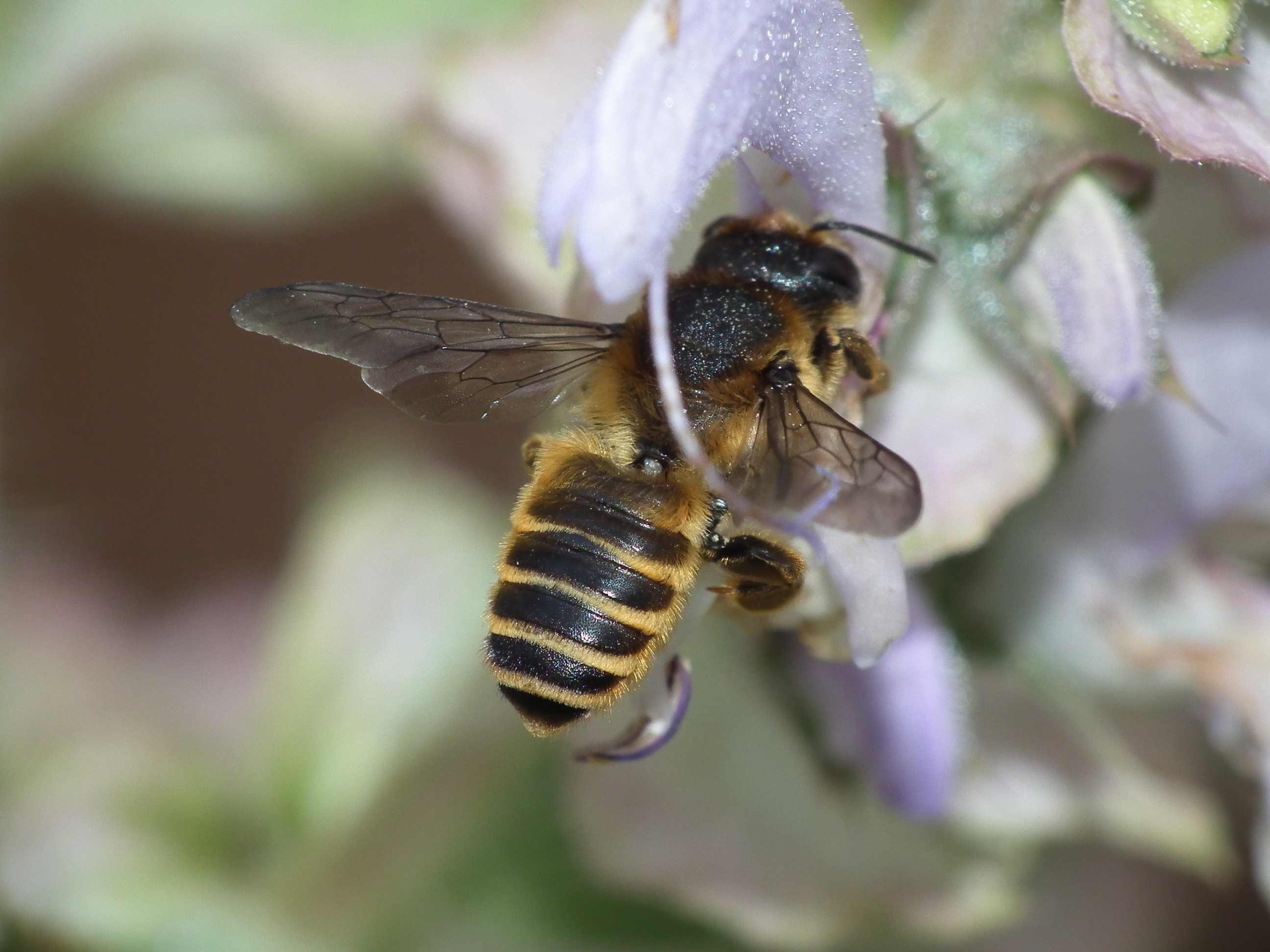 Megachile femelle (Megachile ericetorum ?) | Urbanbees