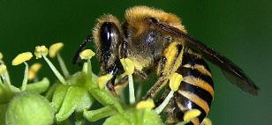 2014 Science Olympiad - Entomology on Pinterest | Beetle, Insects and Wasp